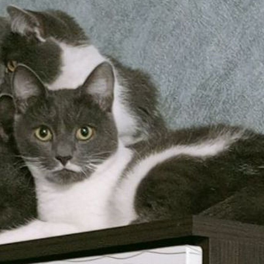 Взрослый кот в добрые руки