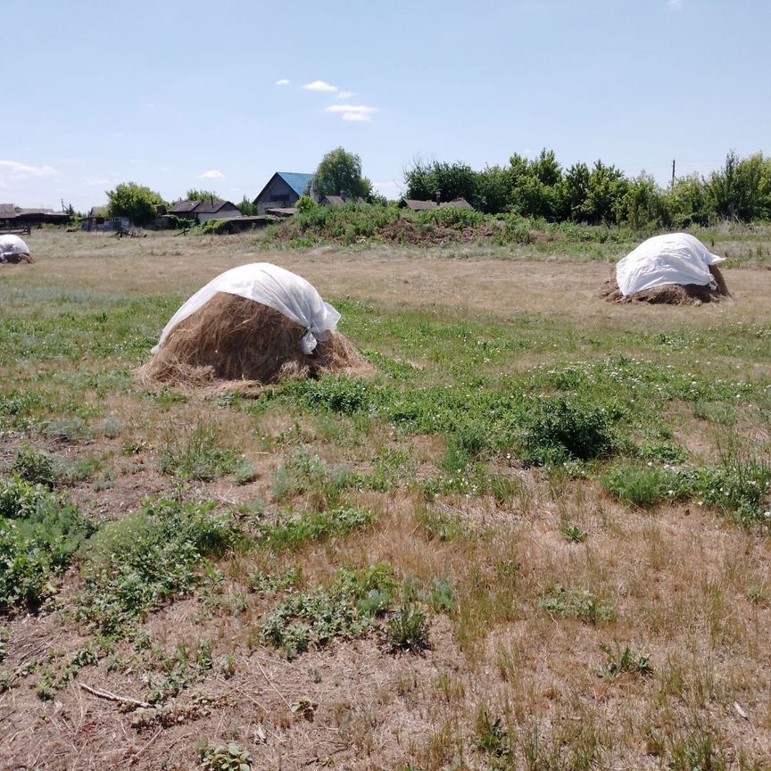 Продам сено