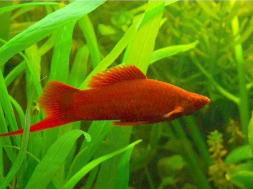 Меченосцы, Рубин