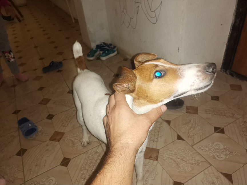 Джек Рассел терьер