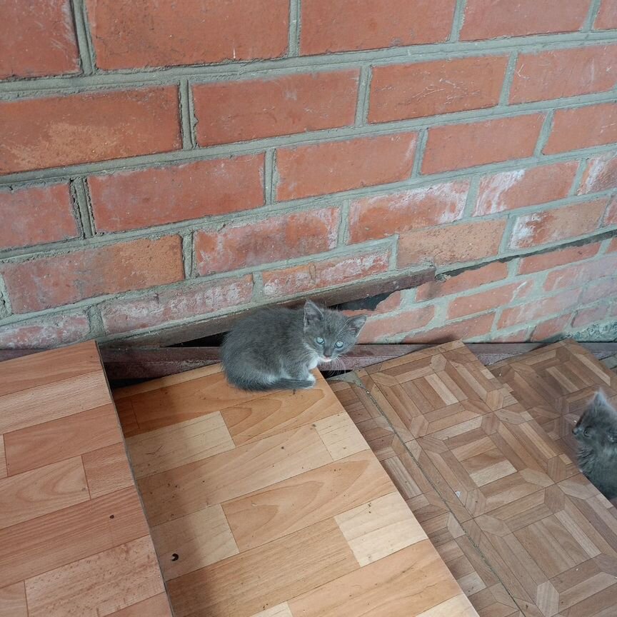 Отдам в хорошие руки котенка. Мальчик 1 месяц