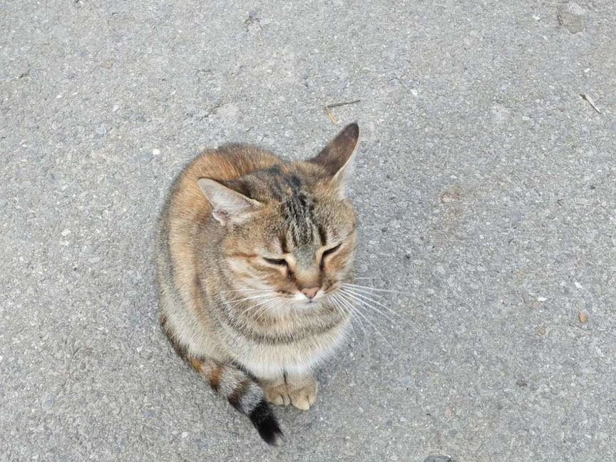 Трехцветная кошка в добрые руки