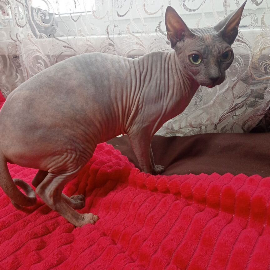 Канадский сфинкс