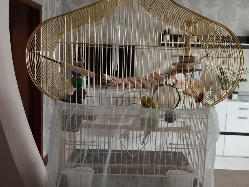 Волнистый попугай