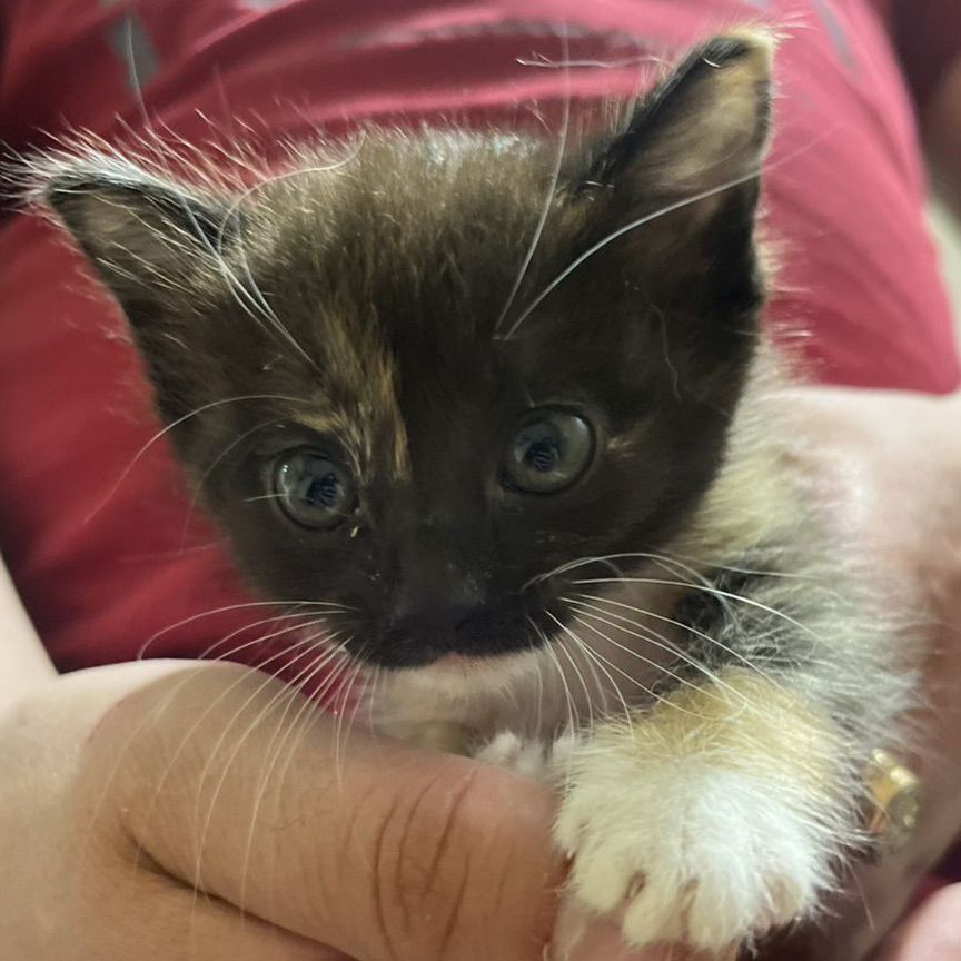 Котёнок в добрые руки