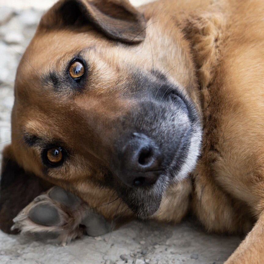 Собака в добрые руки