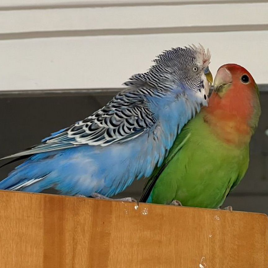 Волнистый попугай