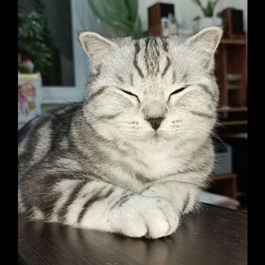 Отдам кошечку в добрые руки