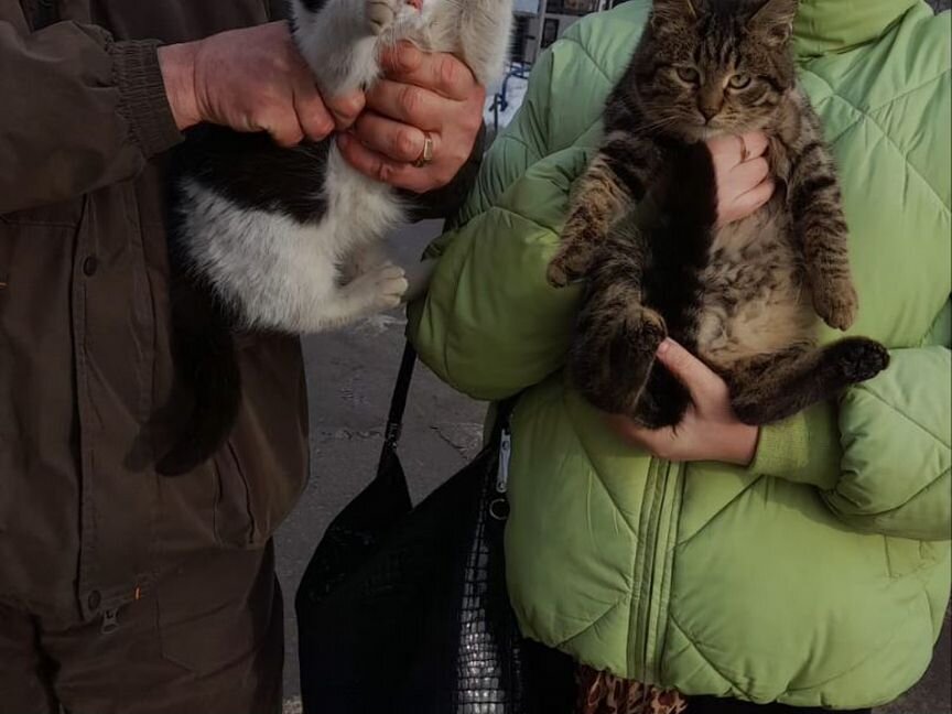 Помогите передержать котиков 12 дней