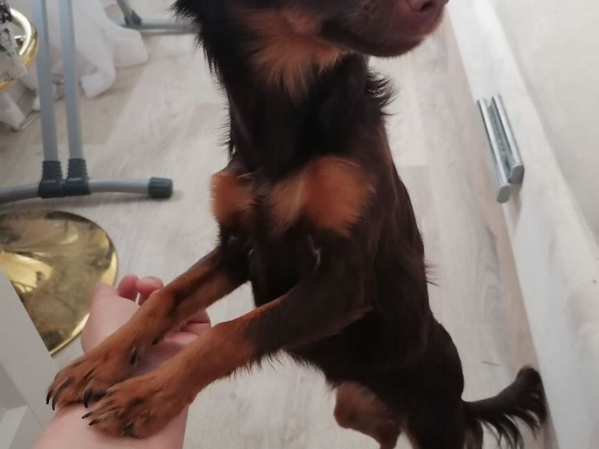 Той-терьер щенок длинношерстный