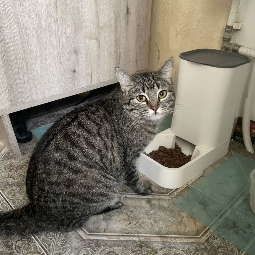 Кошечка в добрые руки
