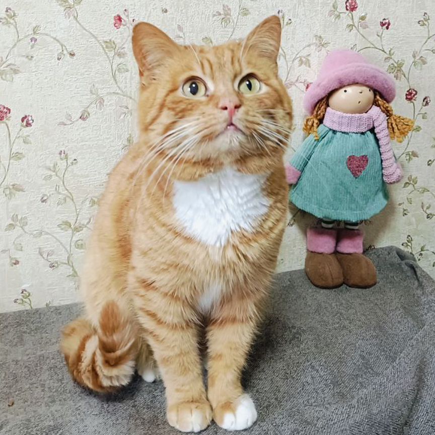 Взрослый кот в добрые руки