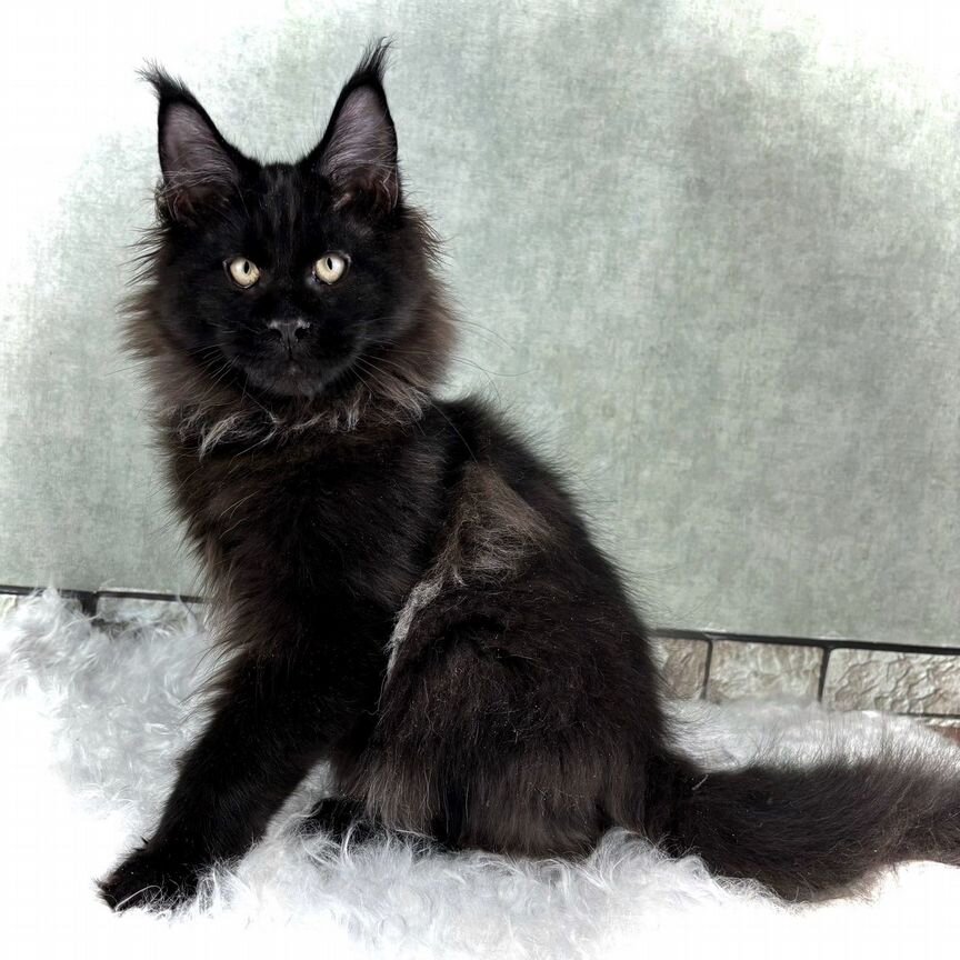 Котенок Мейн-кун