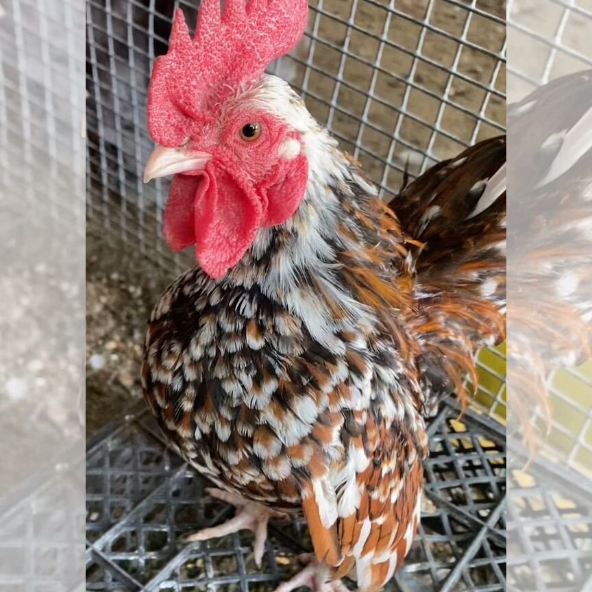 Малазийская серама, карликовый кохинхин