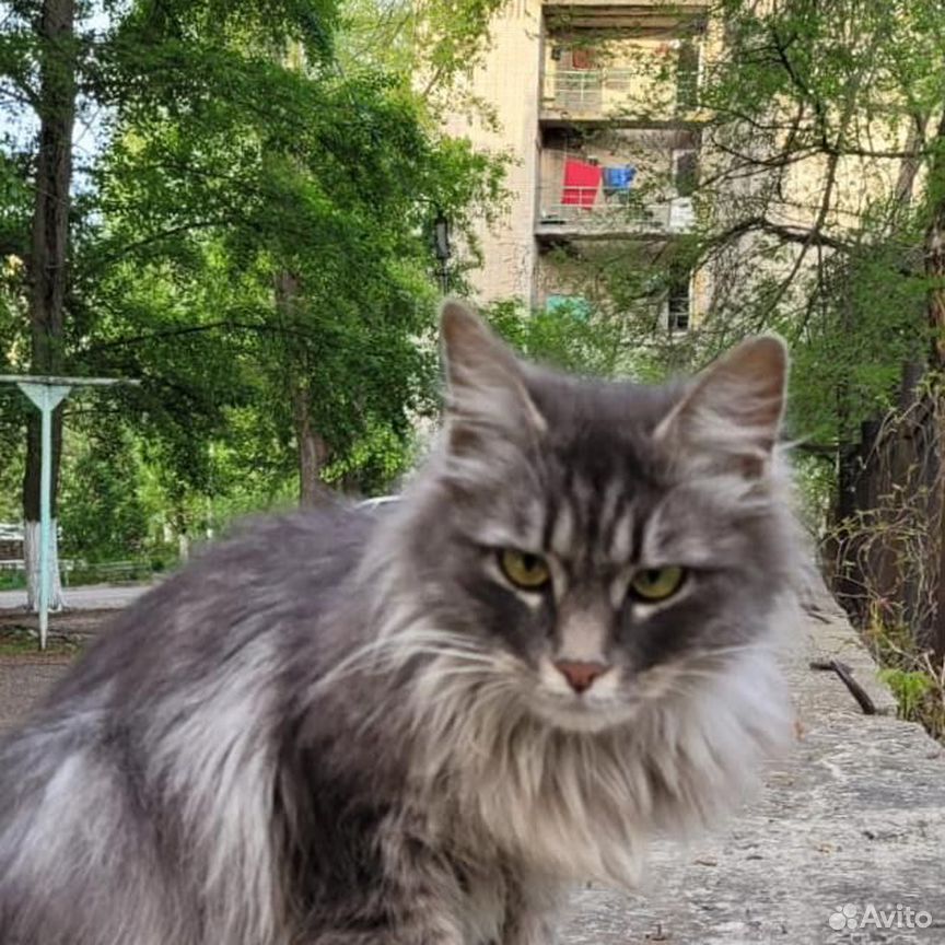 Красоточка в дар