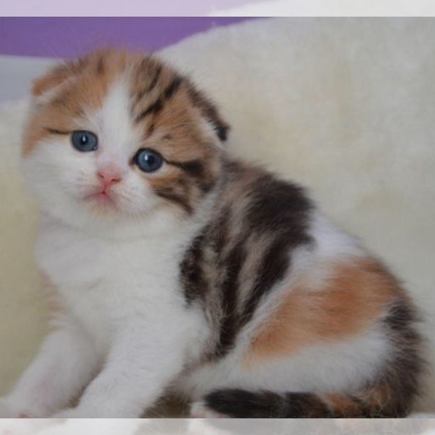 Шотландский вислоухий длинношёрстный котёнок