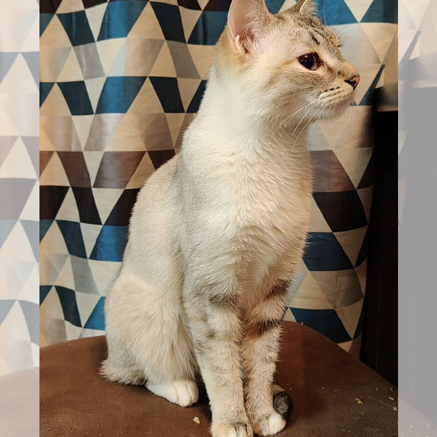 Взрослая кошка от частного владельца