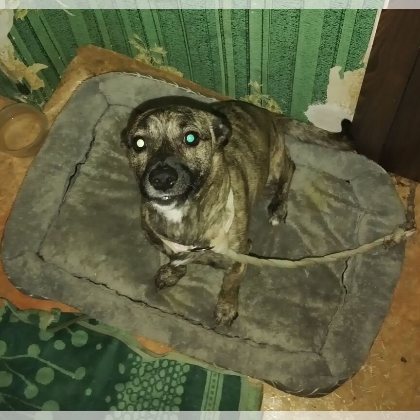 Американский стаффордширский терьер, взрослая собака