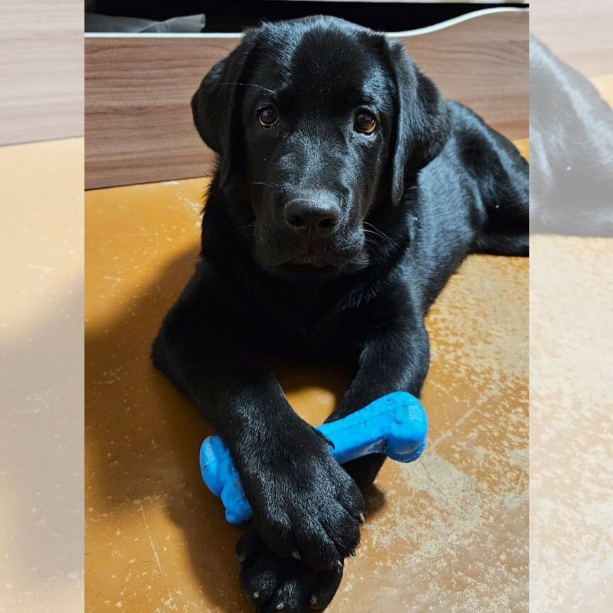 Лабрадор-ретривер, взрослый пёс