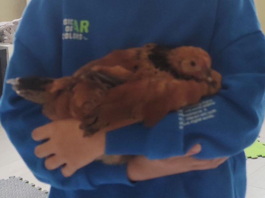 Молодой петушок амераукана