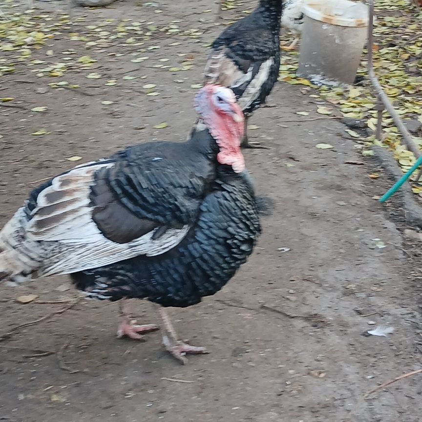 Индюк самец