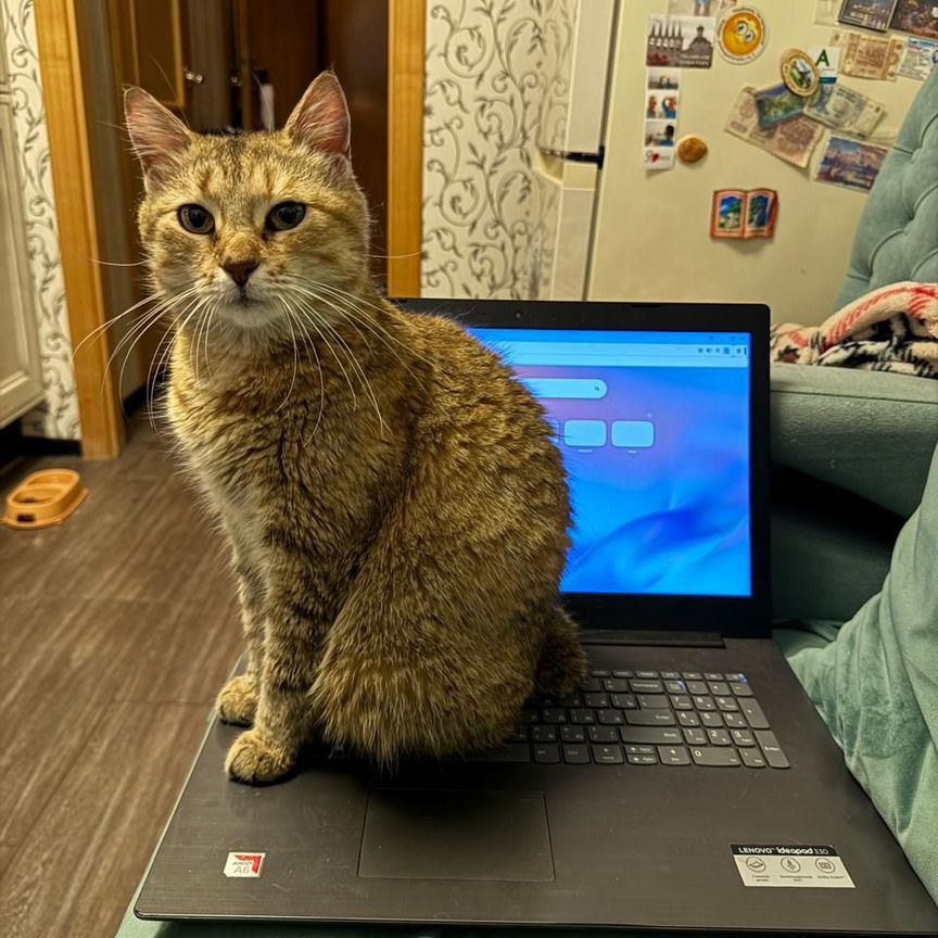 Кошка курильский бобтейл