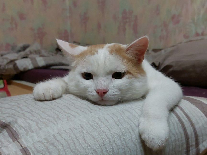 Кот в поисках дома