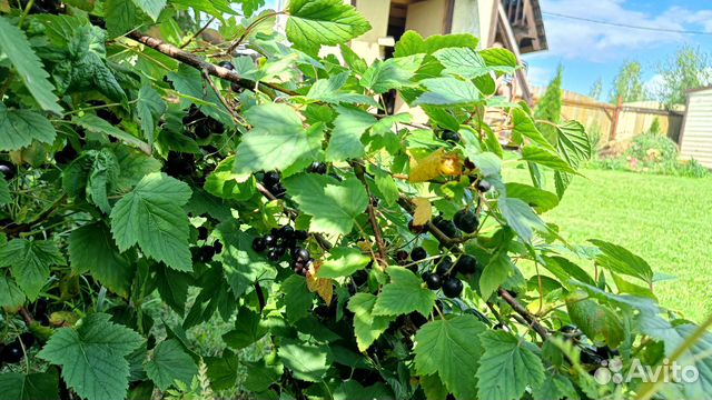 Черная смородина свежие ягоды купить в Колпино | Товары для дома и дачи ...