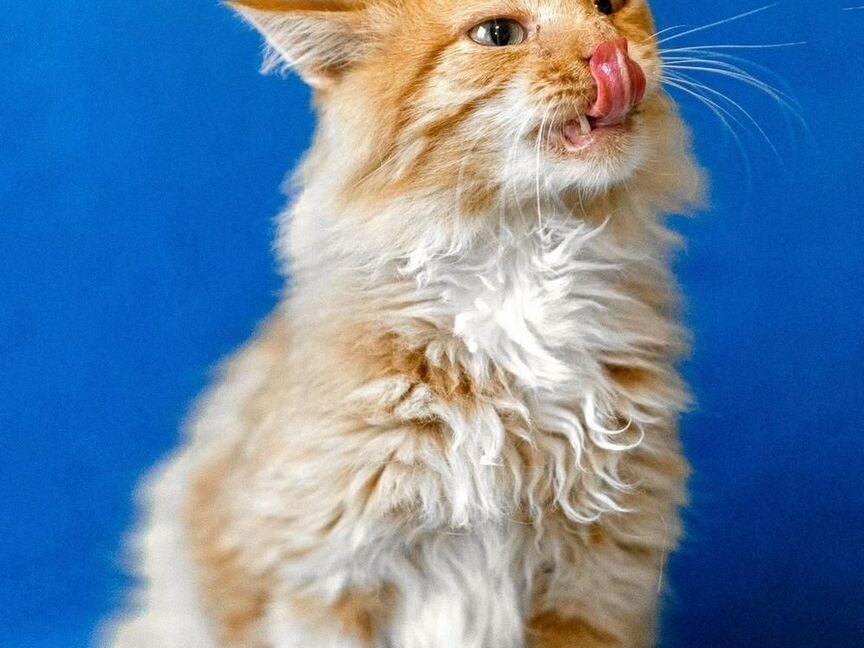 Молодой котик ищет семью