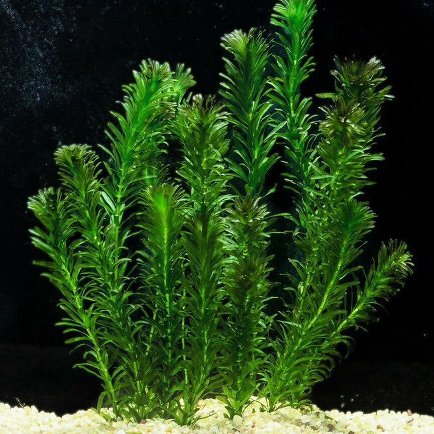 Аквариумные растения