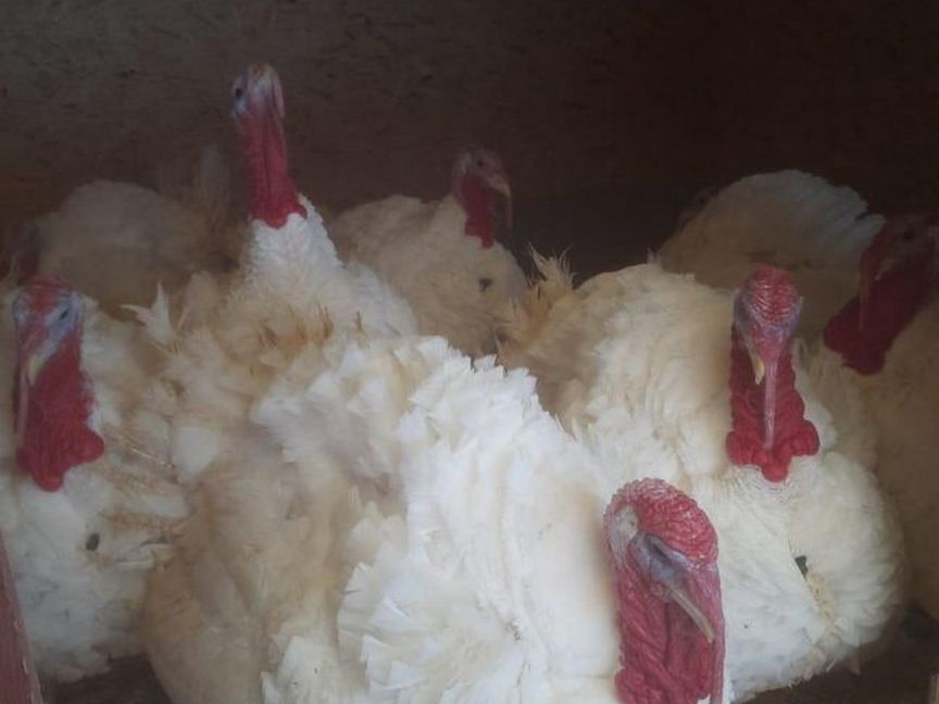 Индюшата Хайбрид Конвертер Канада