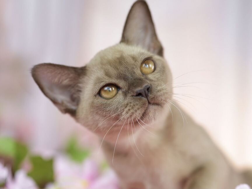 Бурманский котенок шоколад