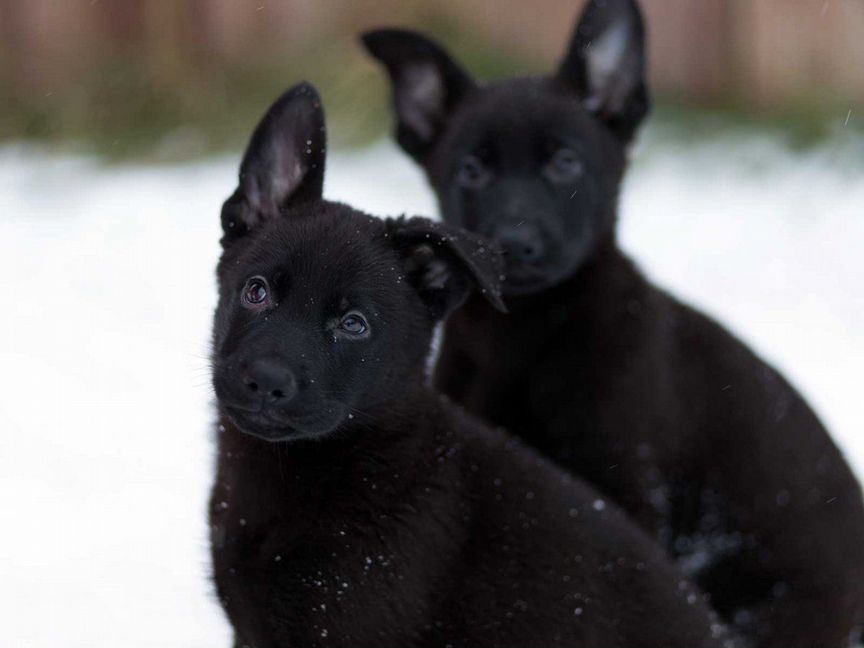 Экс черные немецкие овчарки- щеночки -уголечки