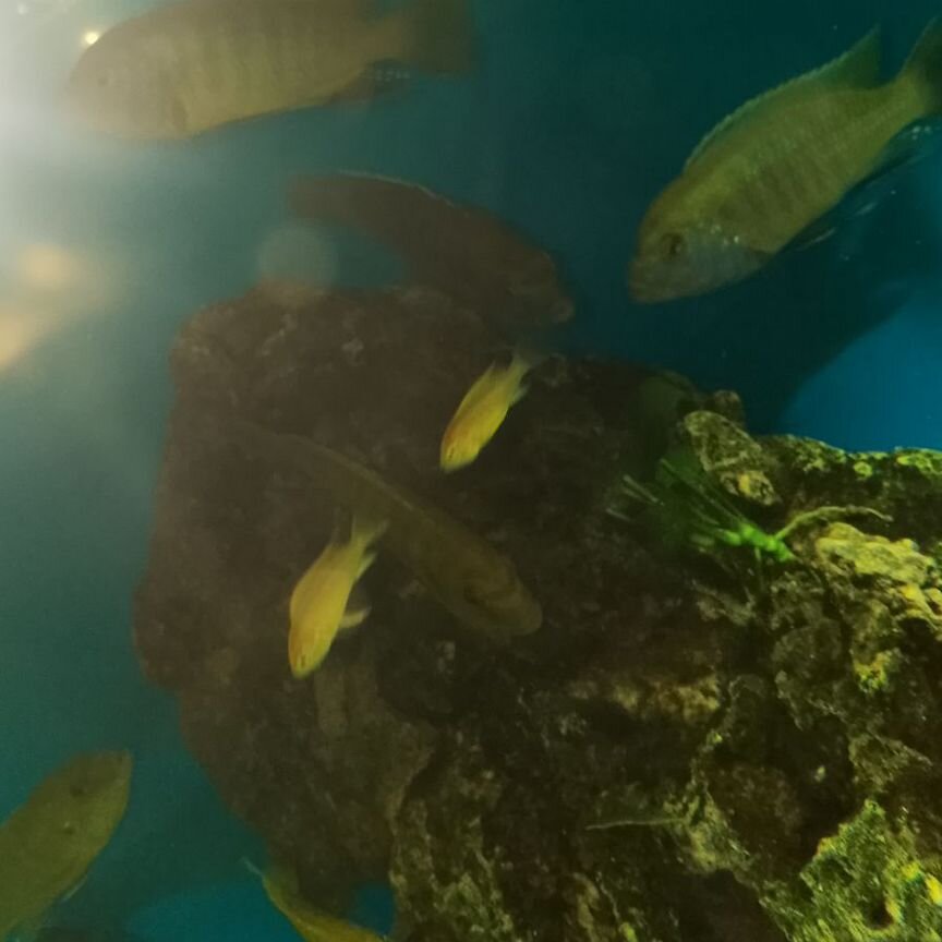 Аквариумные рыбки