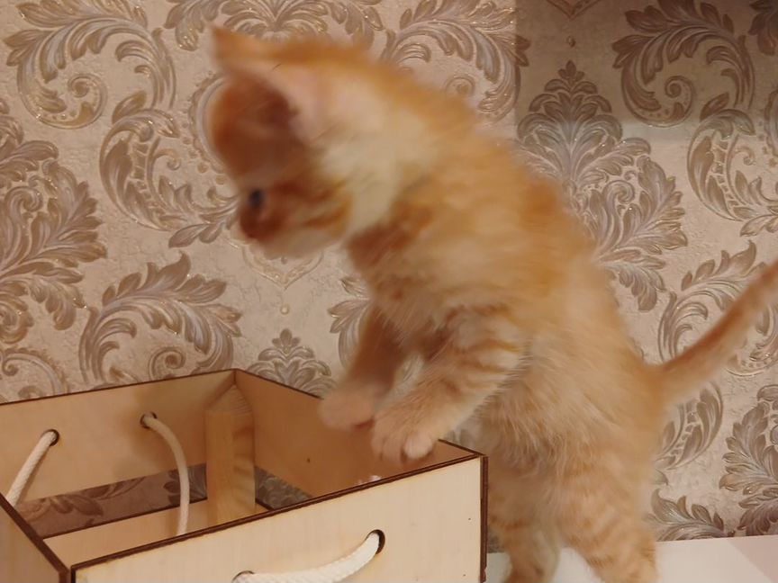 Котята бесплатно
