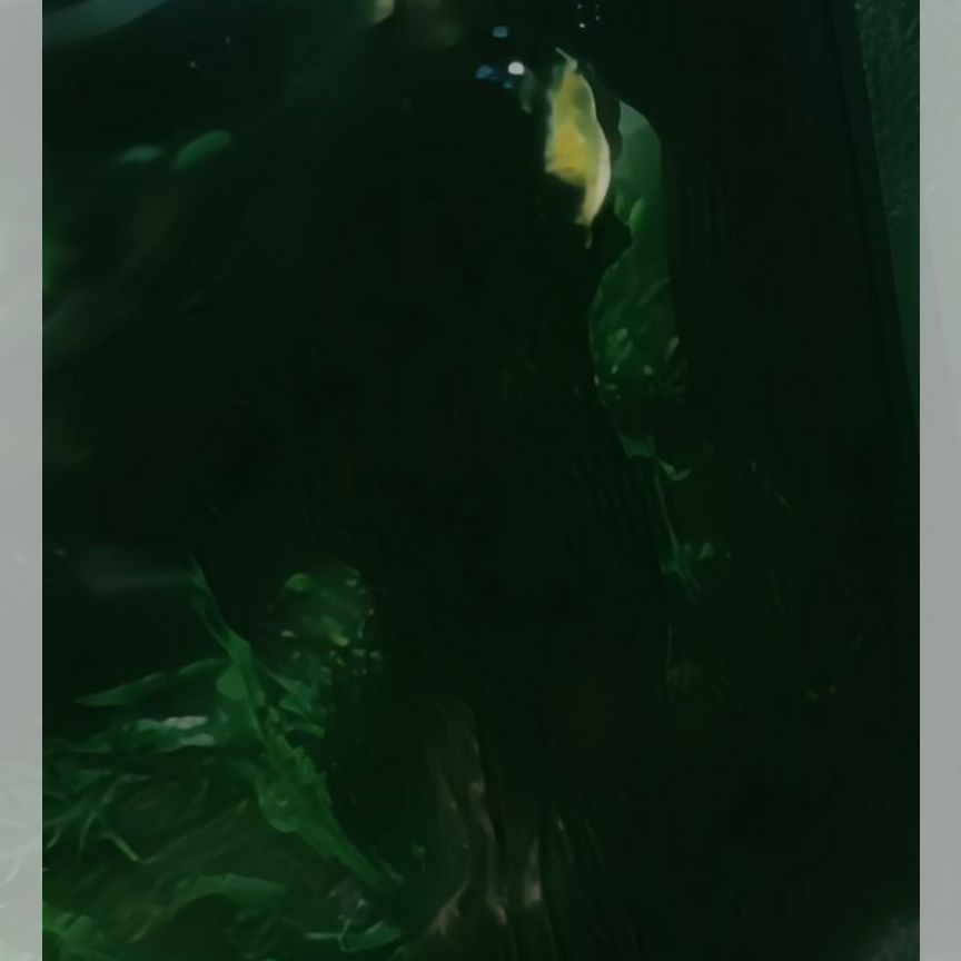 Креветка жёлтая с икрой