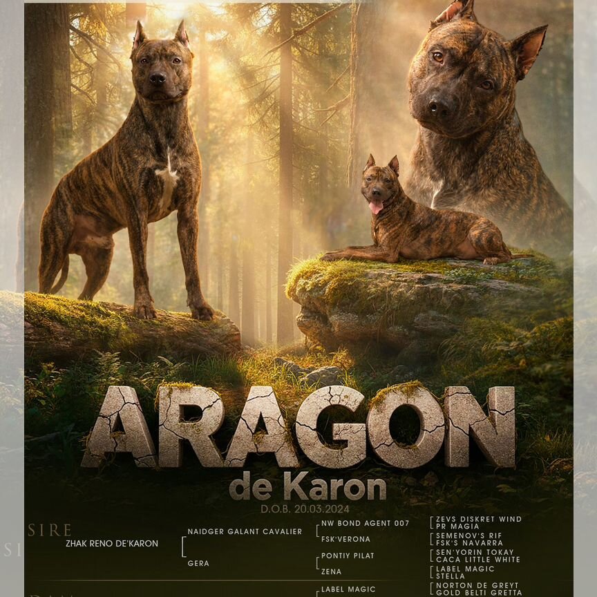 Американский питбультерьер, вязка