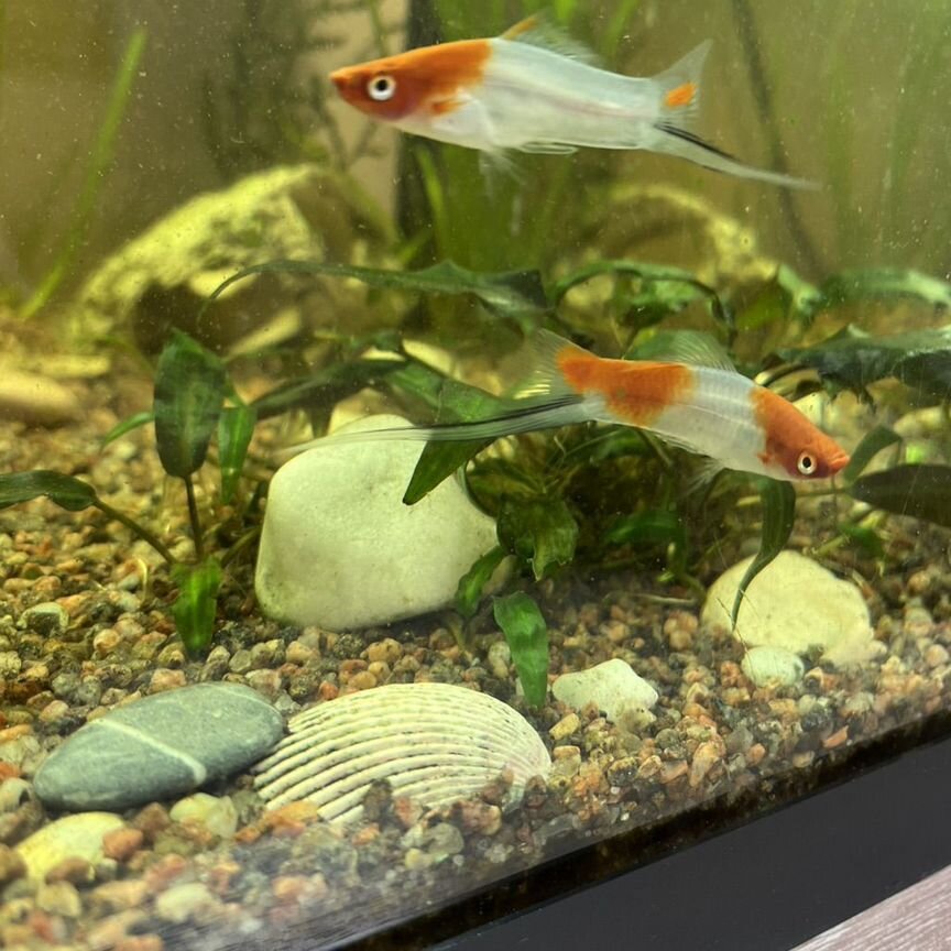 Меченосец санта клаус