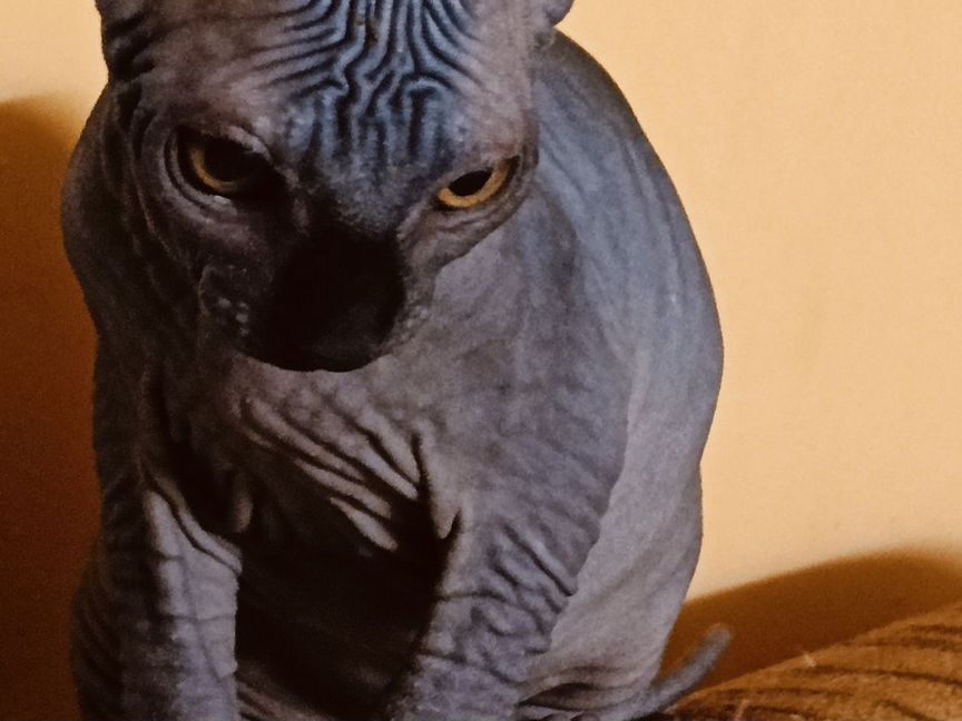 Мальчишка канадик 2,5 мес