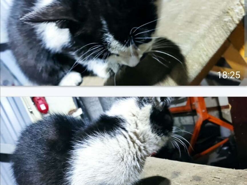 Кошки