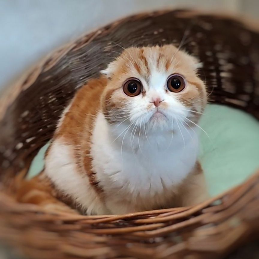 Вислоухая кошечка