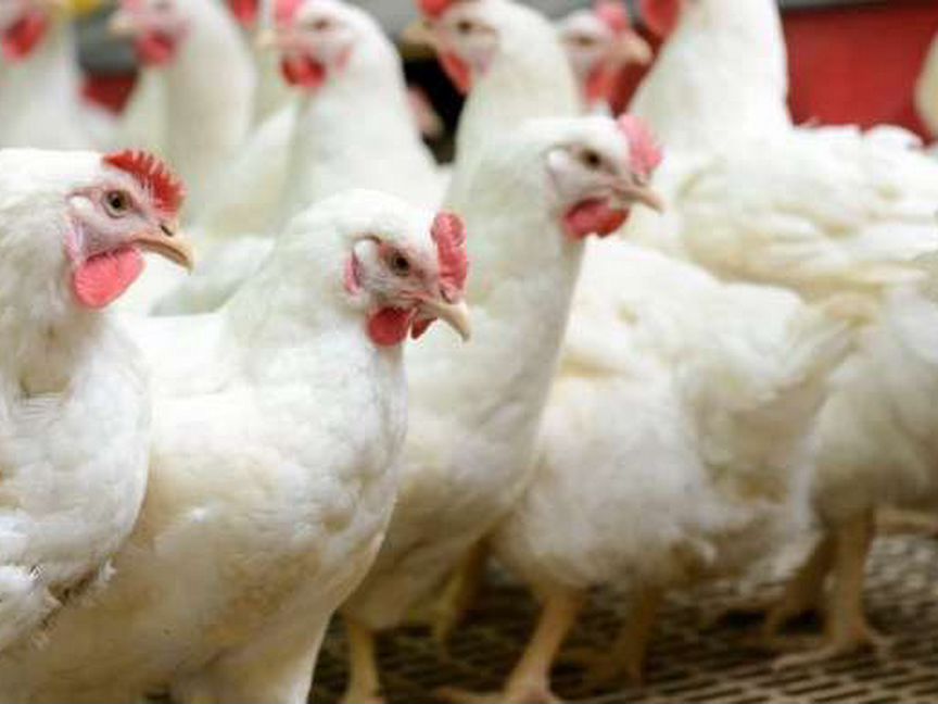 Маточное стадо Бройлеров