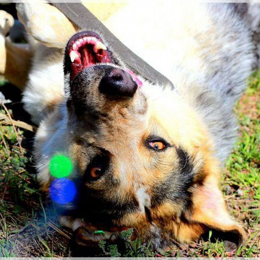 Собака для души. собака радость