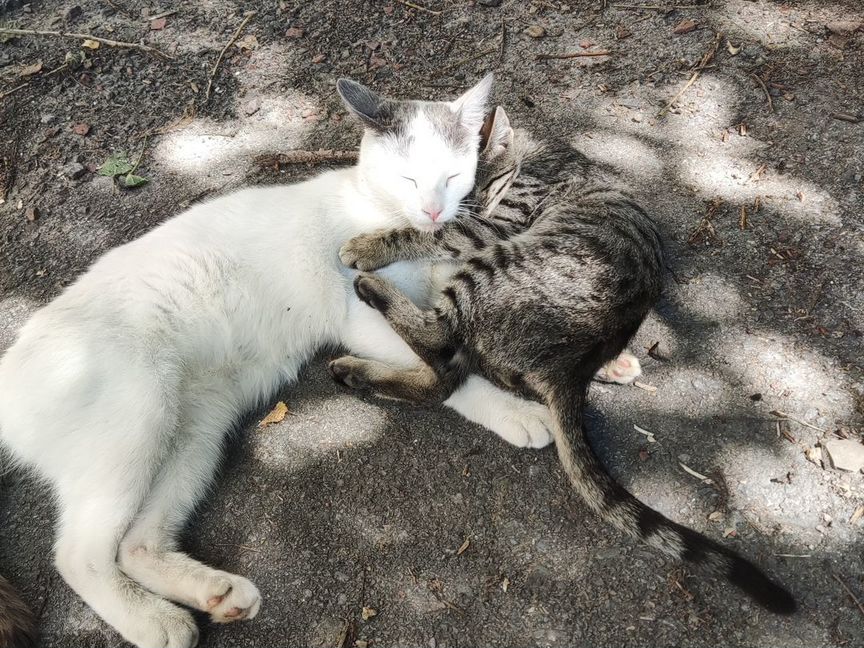 Котёнок и кот в добрые руки