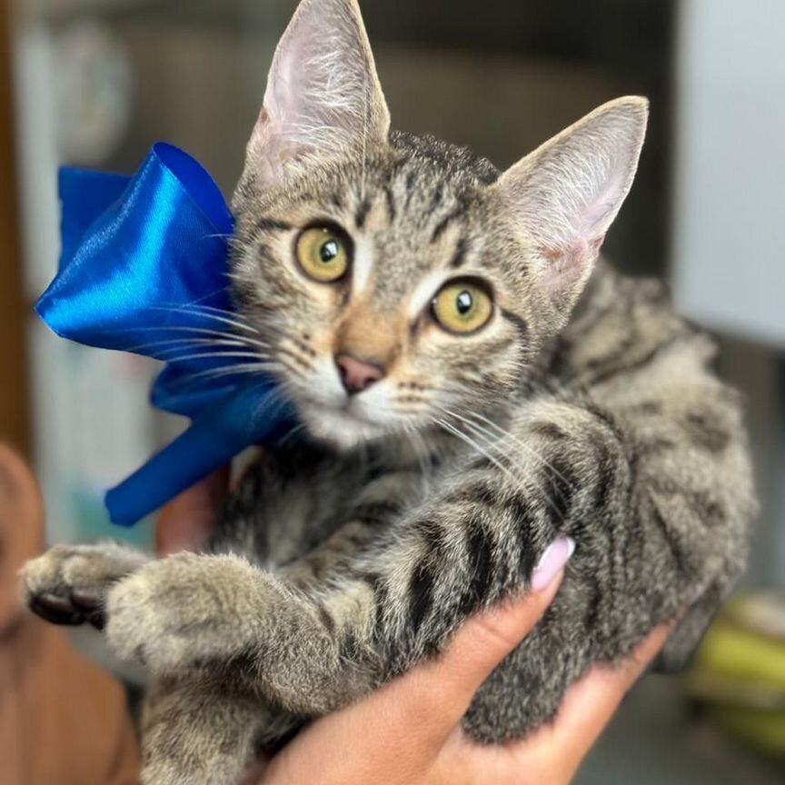 Котёнок Васька из приюта в дар