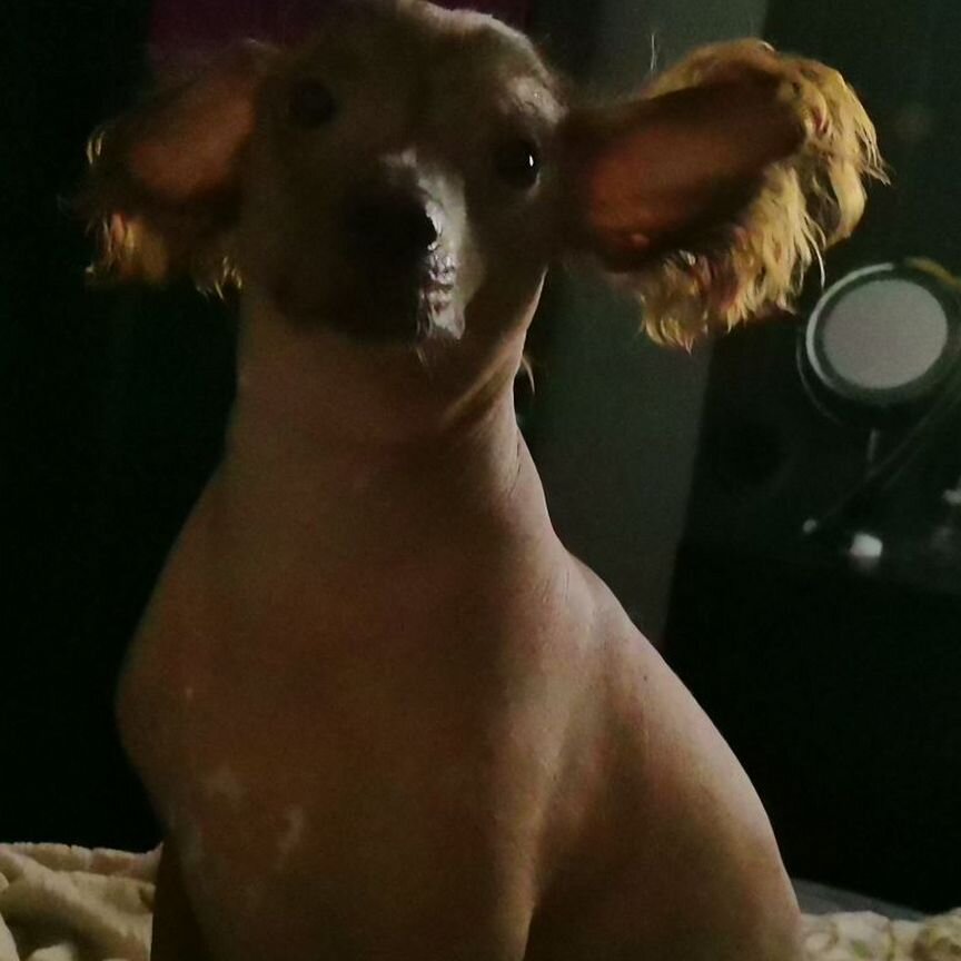 Мексиканская голая собака, взрослая