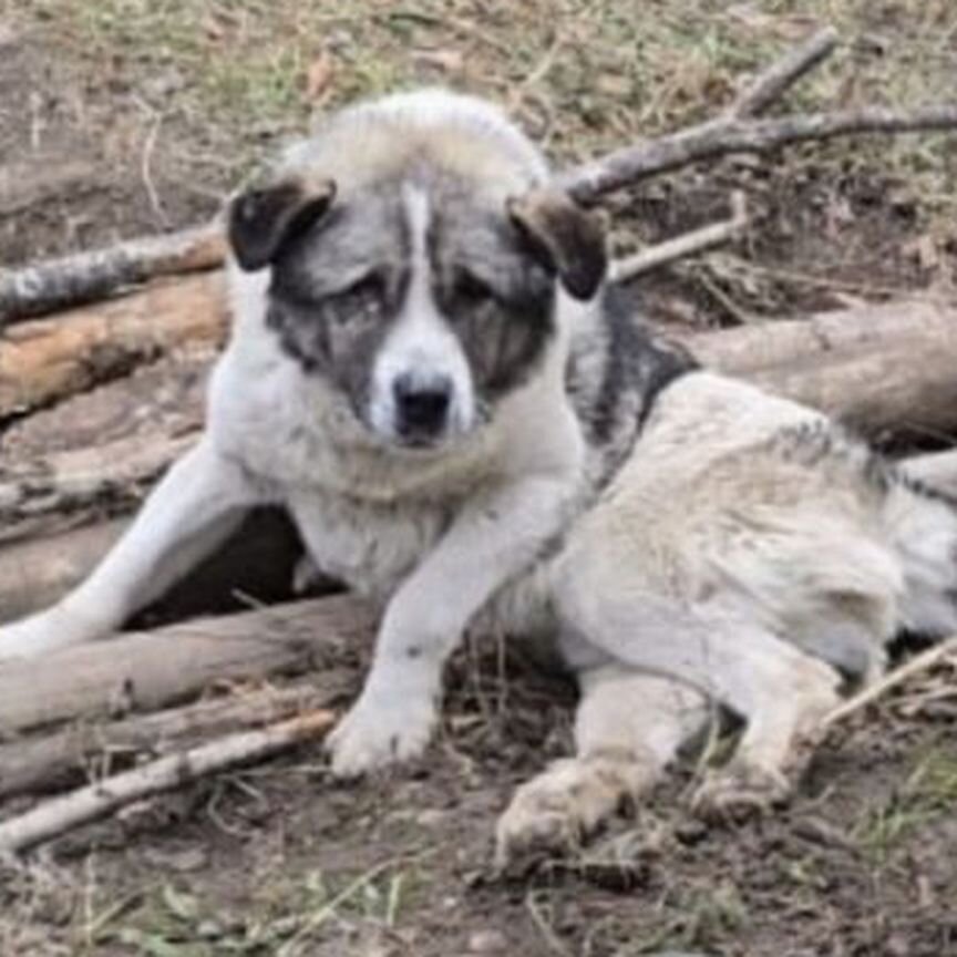 Взрослая собака в добрые руки