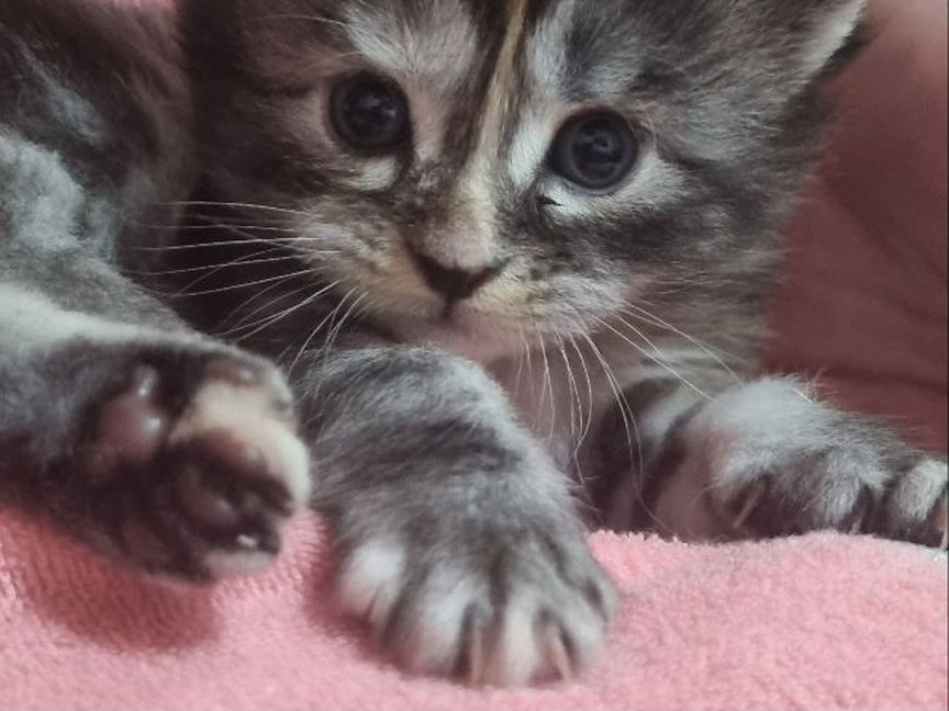 Кошка