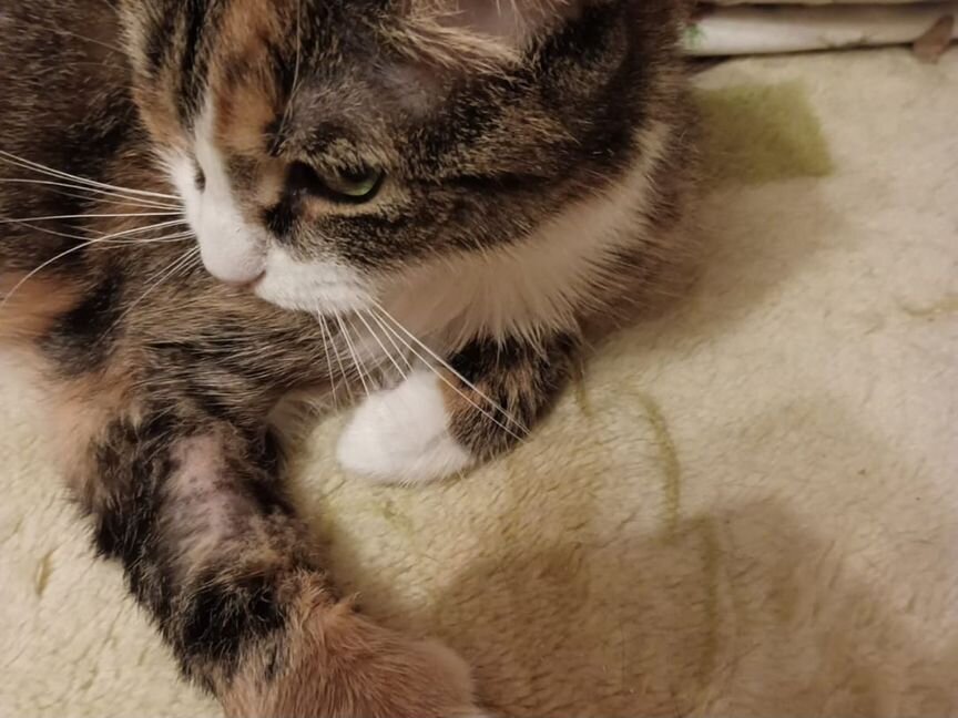 Кошка