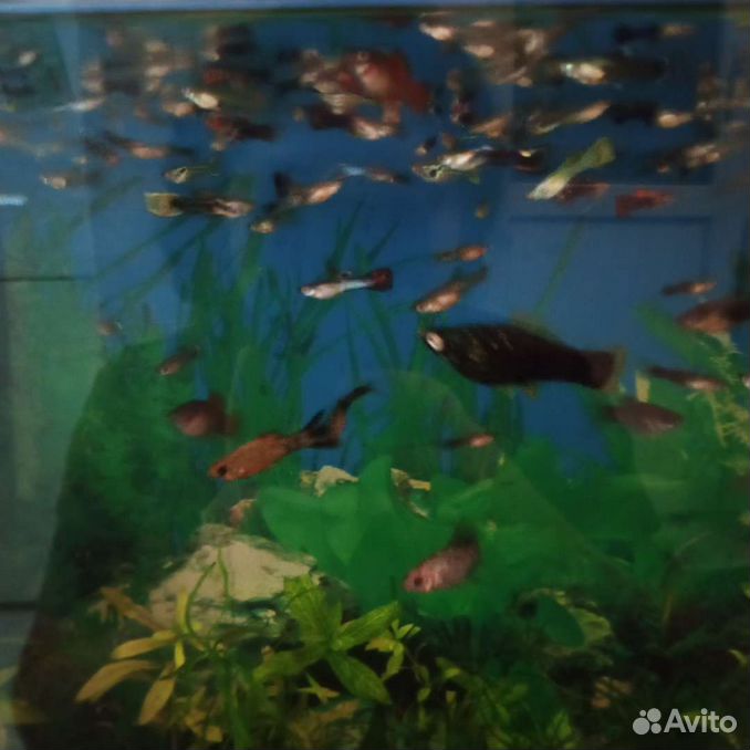 Гуппи рыбки подростки 20шт